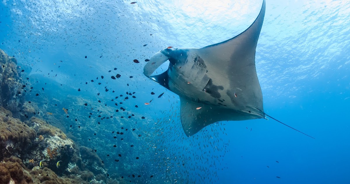 TV with Thinus: National Geographic announces Mission OceanX as a new 6 ...