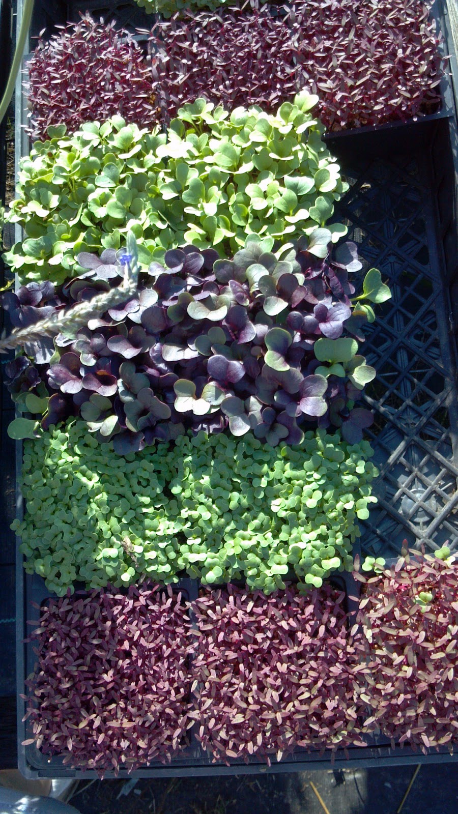 Microgreens! Vegetables In 7 Days!