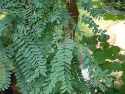 mundo roedores: LISTA DE MADERAS TOXICAS