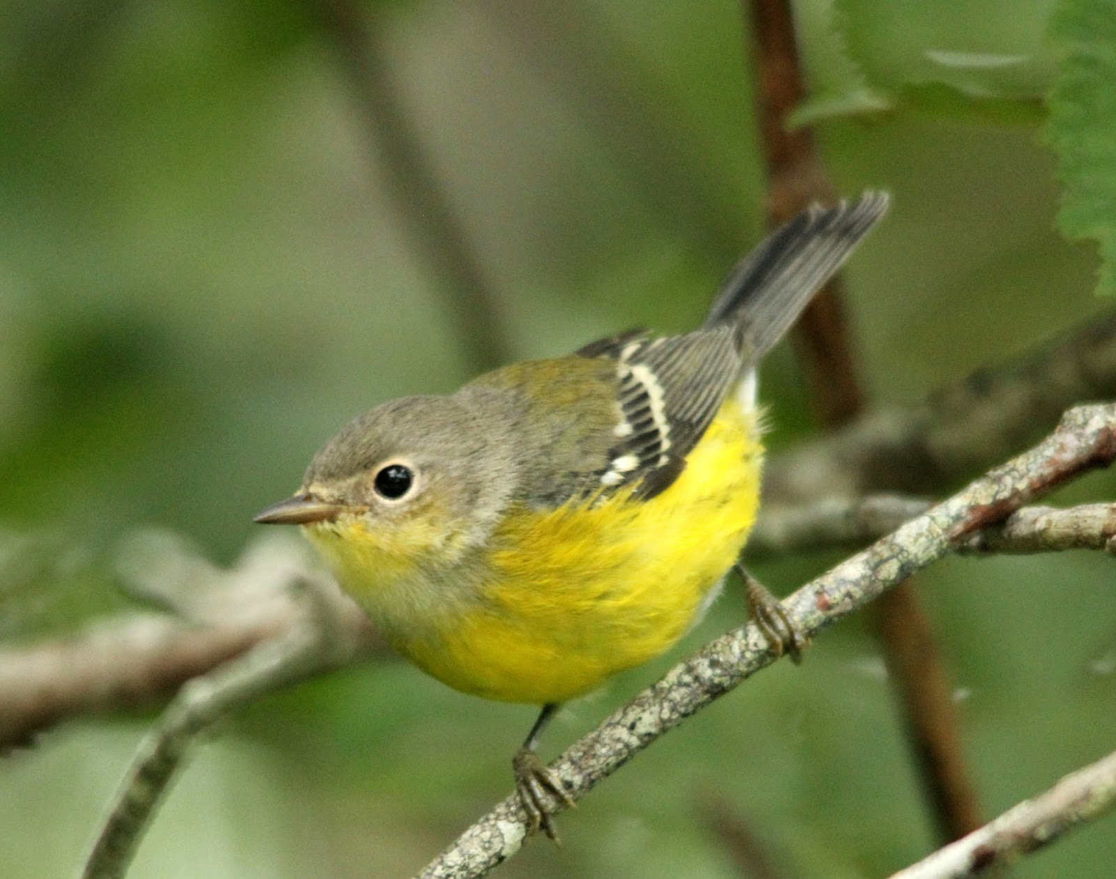 Here and There: Day 239 - 26th August 2016 - Waterlily, Magnolia ...