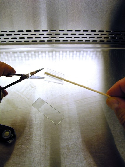 Fun With Microbiology (What's Buggin' You?): Adhesive Tape Preparation ...