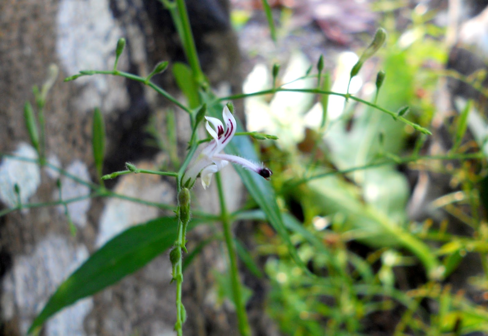 Hobi Belek Bunga Rumput... Koleksi 2 - Relaks Minda