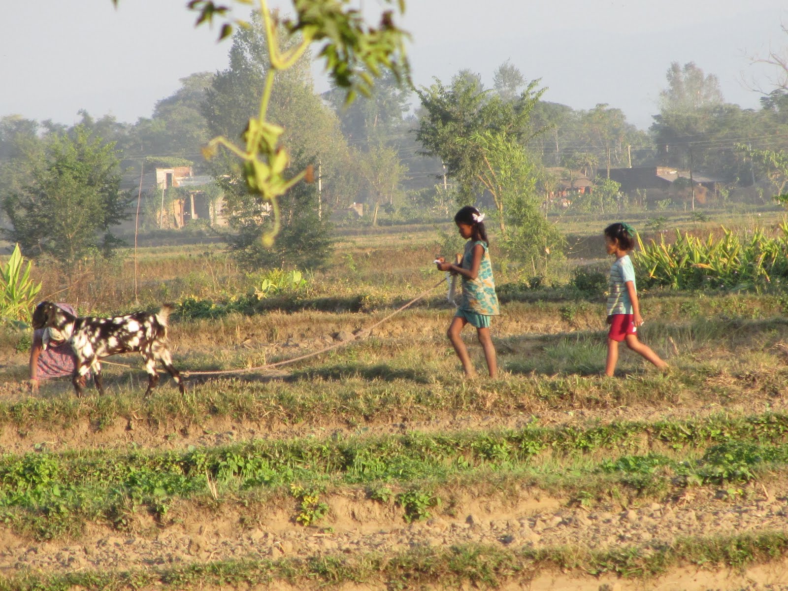 The Wayward Voyage: Day 226: Rural Living