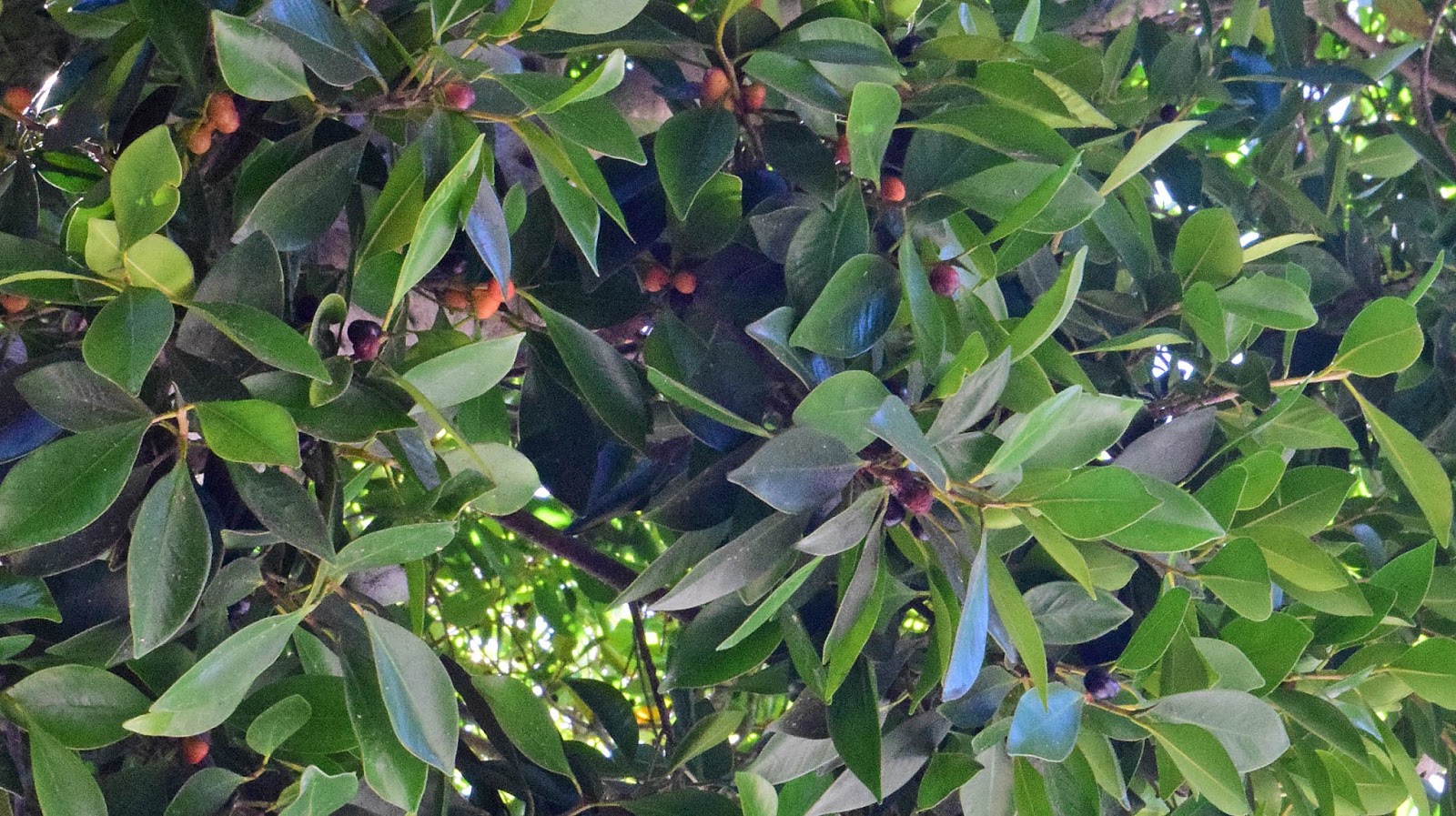 Friends of Carmel Forest Tree Tour with Dr. Matt Ritter 2016 - Carmel ...