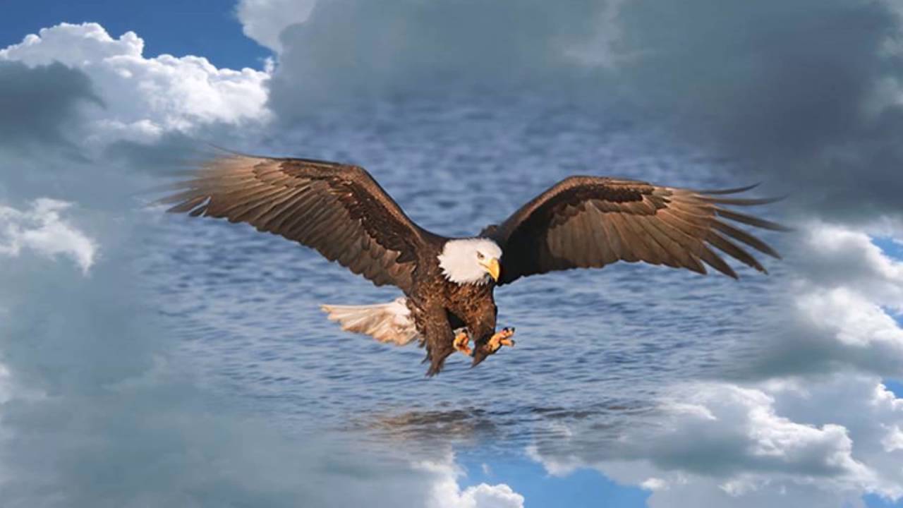 7 principles and the lessons you can learn from the eagle