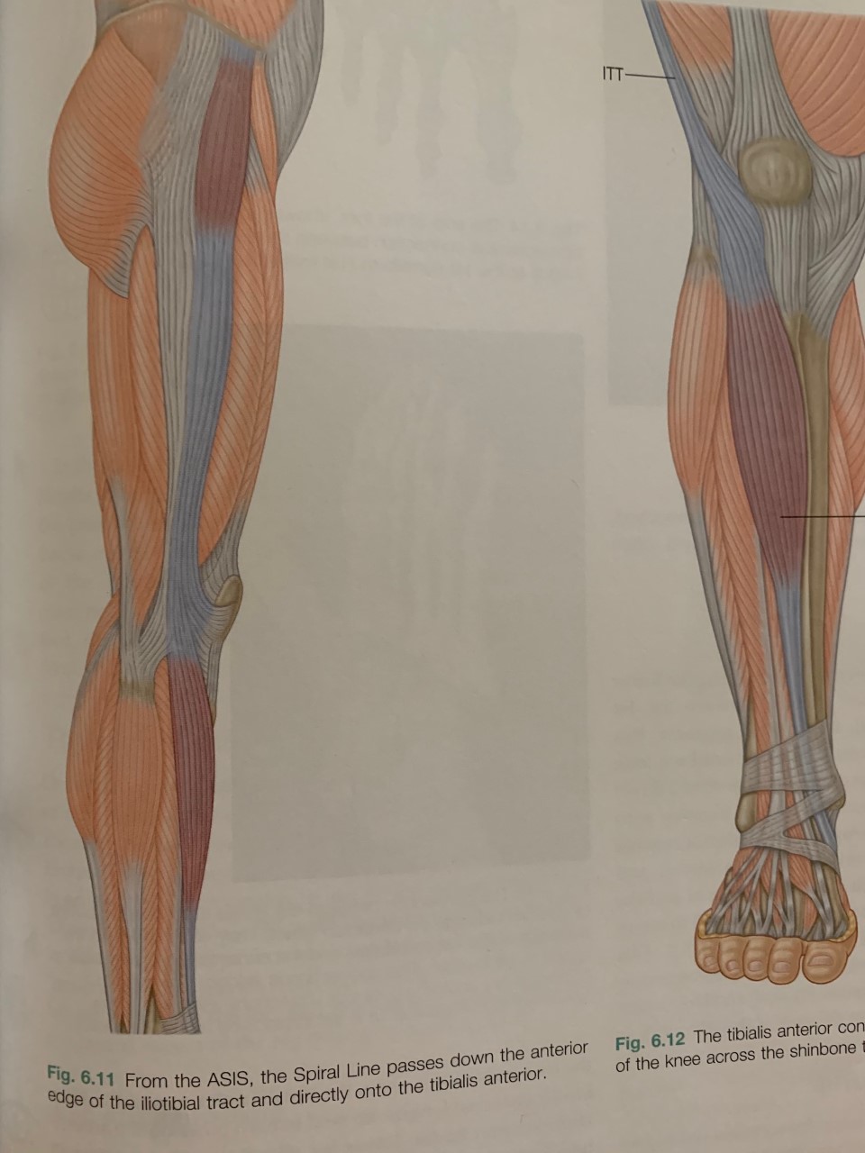 Running Solutions: Iliotibial Band Pain In Runners