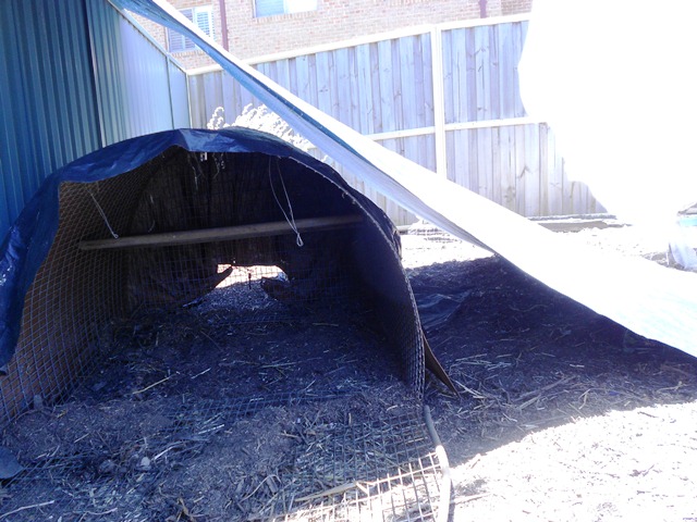 making many things with hands: Shade for chickens