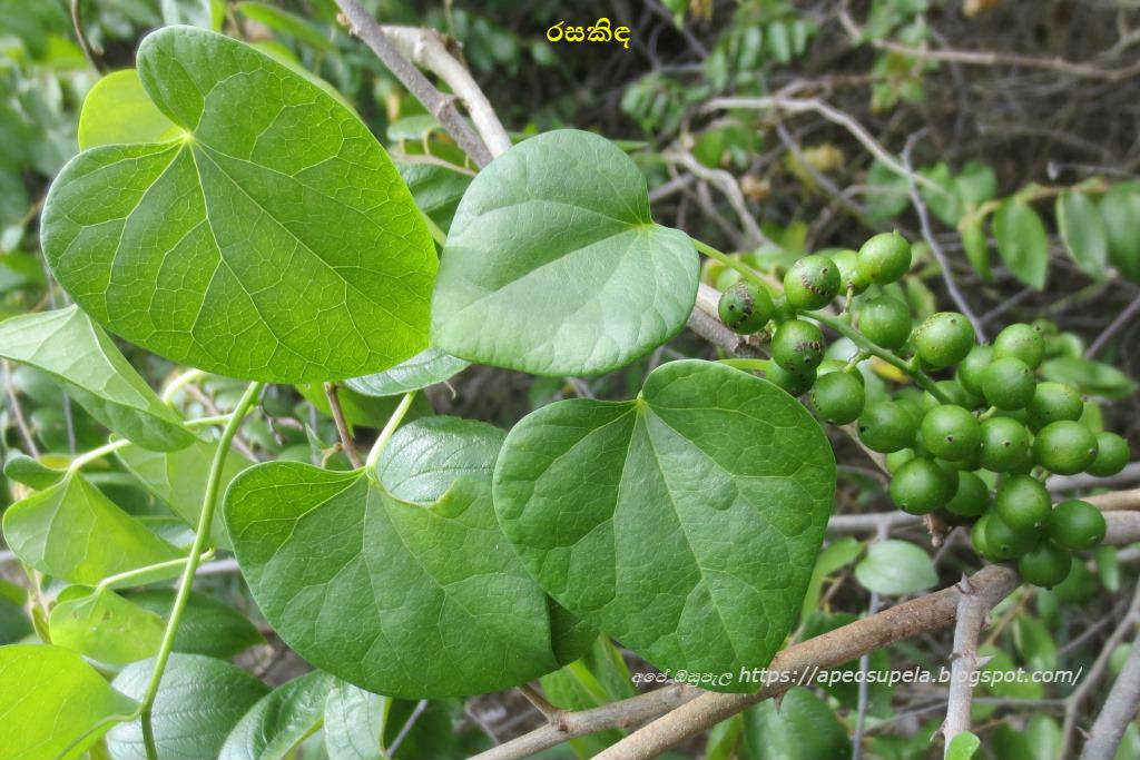 රසකිඳ [Rasakida] (Tinospora cordifolia) ~ අපේ ඔසුපැළ Medicinal Plants ...