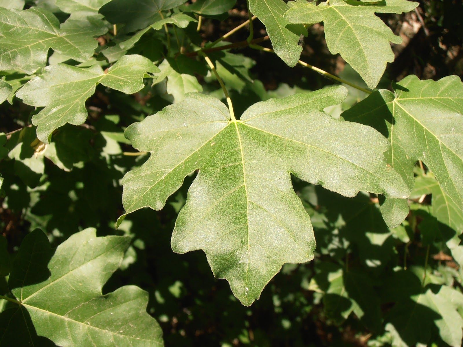 ARCE CAMPESTRE: Acer campestre | Plantas rioMoros