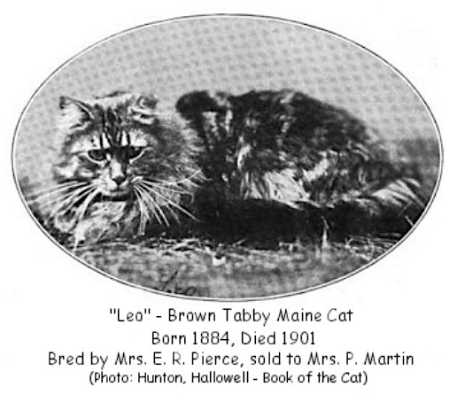 Maine Coons were the first cats ever to be exhibited at competitive cat ...