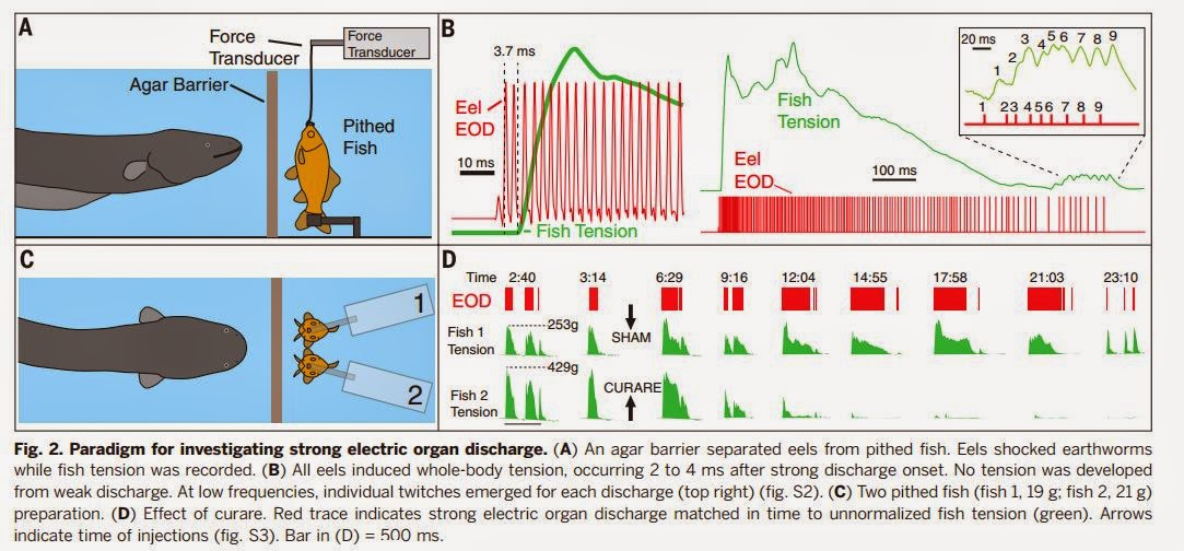 Cal Poly BIO 502: The Eel's in Charge