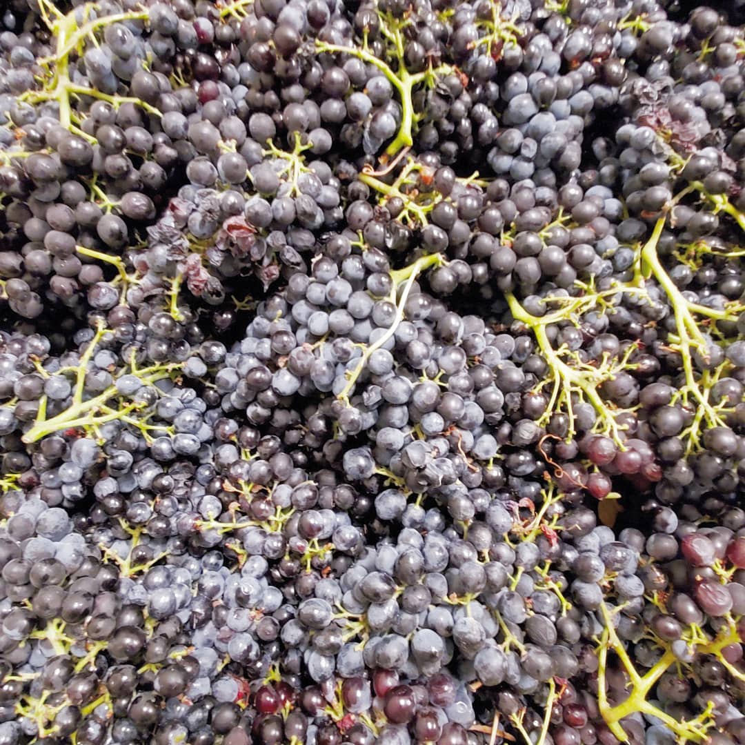 The Wine Write: Spending Time With Bobby Moy of Chiron Wines