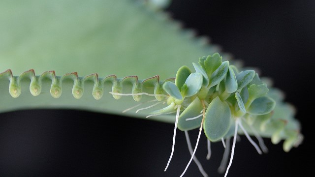 新/马草药自然医学: 落地生根的功效与作用.Kataka-taka (Miracle Leaves) Traditional ...
