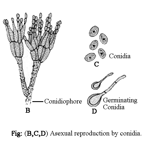 PENICILLIUM - CLASSIFICATION, VEGETATIVE STRUCTURE, REPRODUCTION ...