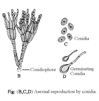 PENICILLIUM - CLASSIFICATION, VEGETATIVE STRUCTURE, REPRODUCTION ...