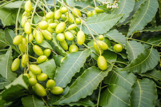 नीम के फायदे। (Benefits of Neem.)