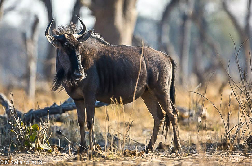 ebokhyllami: Diktsirkelen - "Noo gode gnu" av Solveig Mette Tjeltveit