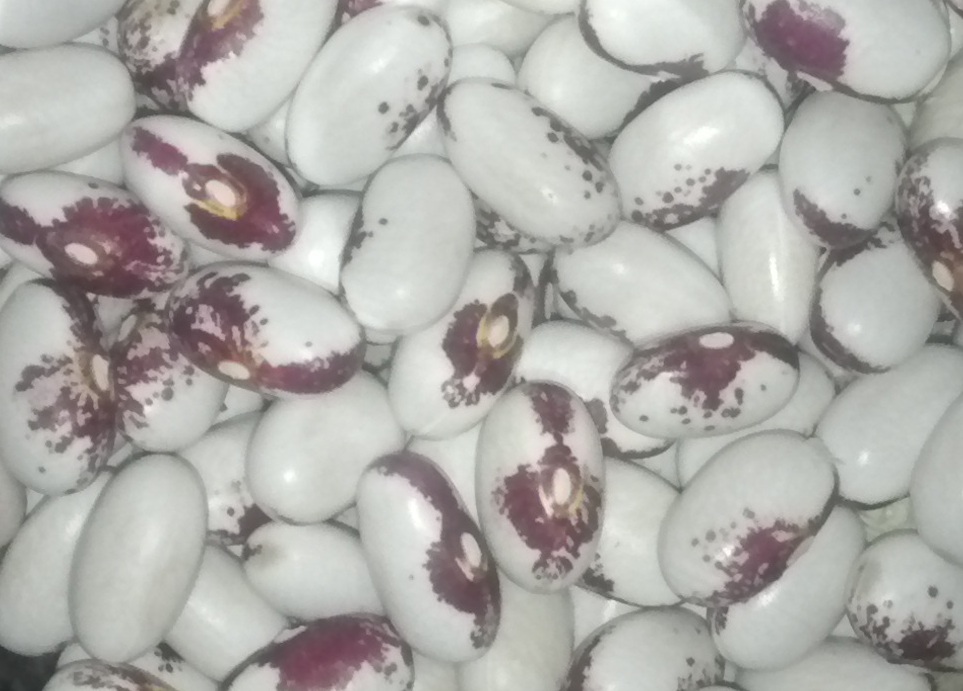 Northwest Foraging: Growing Dry Beans - Heirloom Rockwell Beans