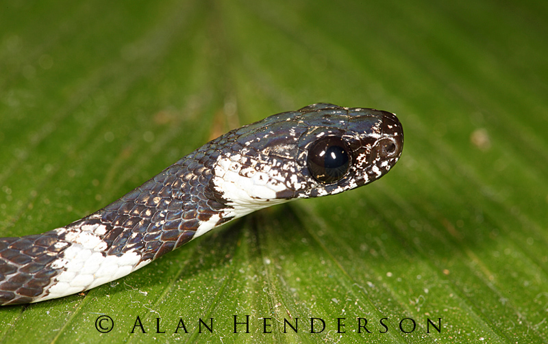 Minibeast Wildlife - Rainforest Encounters: Costa Rica - Tree snakes
