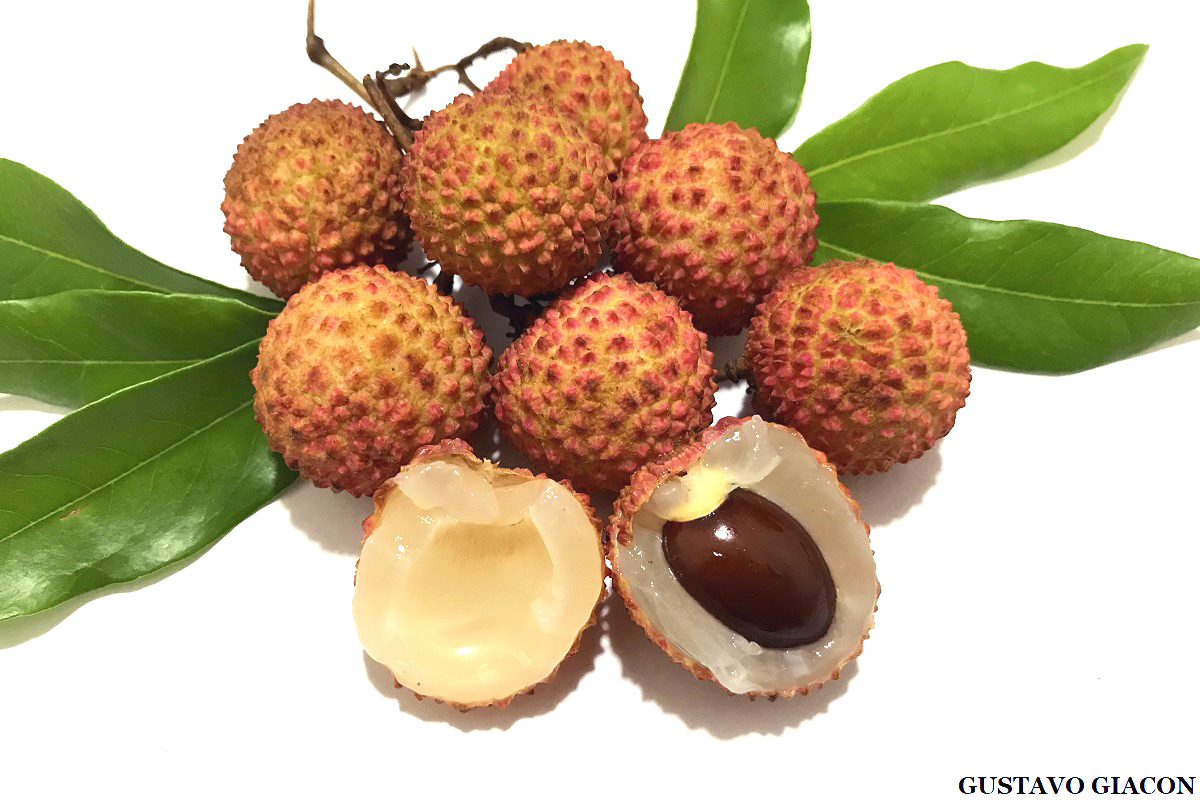 Viveiro Ciprest - Plantas Nativas e Exóticas: Lichia Kwai Mai Pink ...