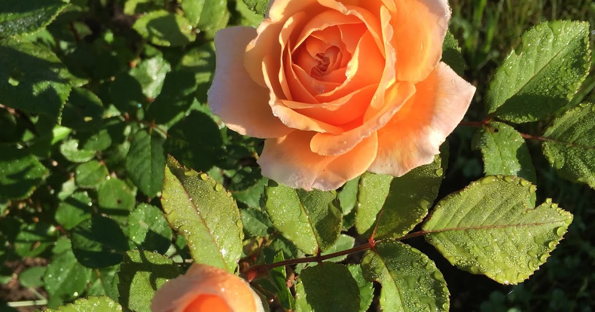 stylos: The Vision (5.17.19): Confessing Thomas