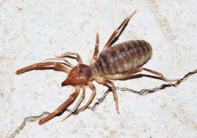 Clase Arachnida: Orden Solifugae
