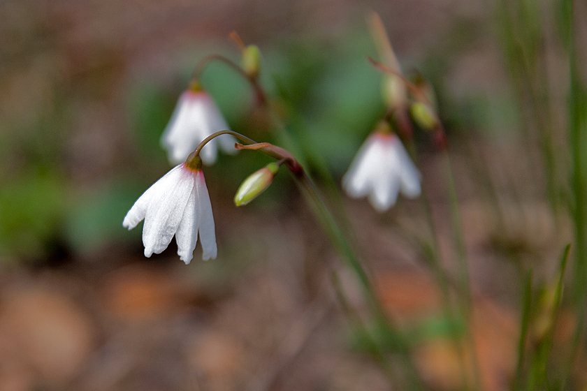 The Arrival Of Wintering Cranes | Focusing on Wildlife