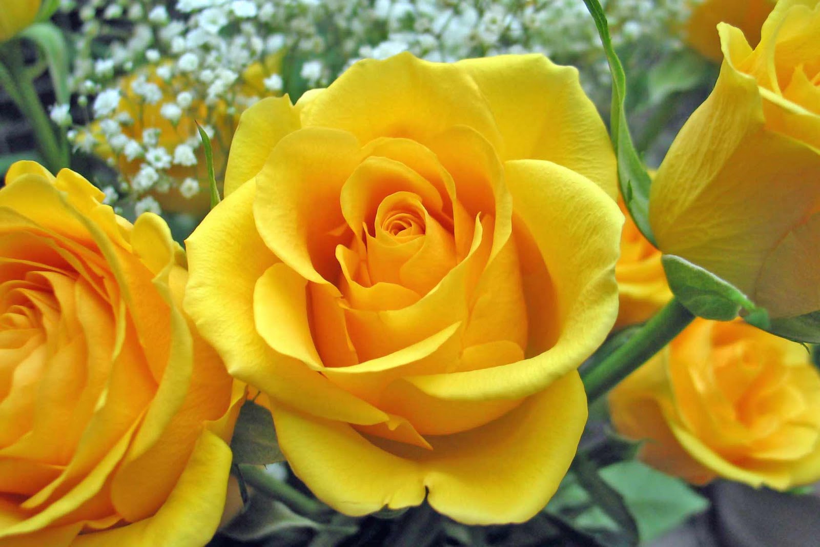 Cute Wallpaper's: Cute Yellow Roses