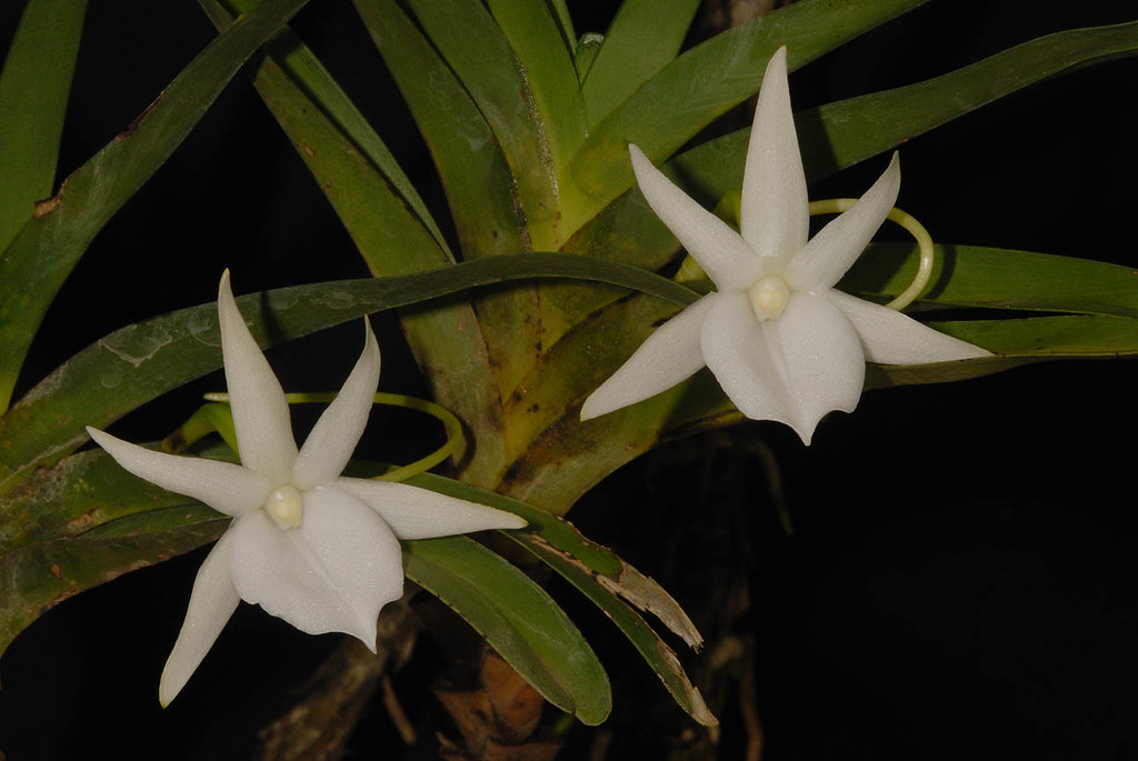 Angraecum curnowianum orchid plant care and culture | Travaldo's blog