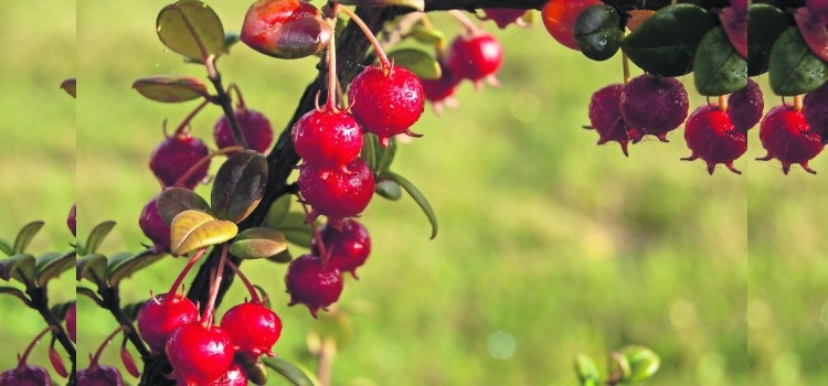 Abril y mayo: los meses de la murtilla