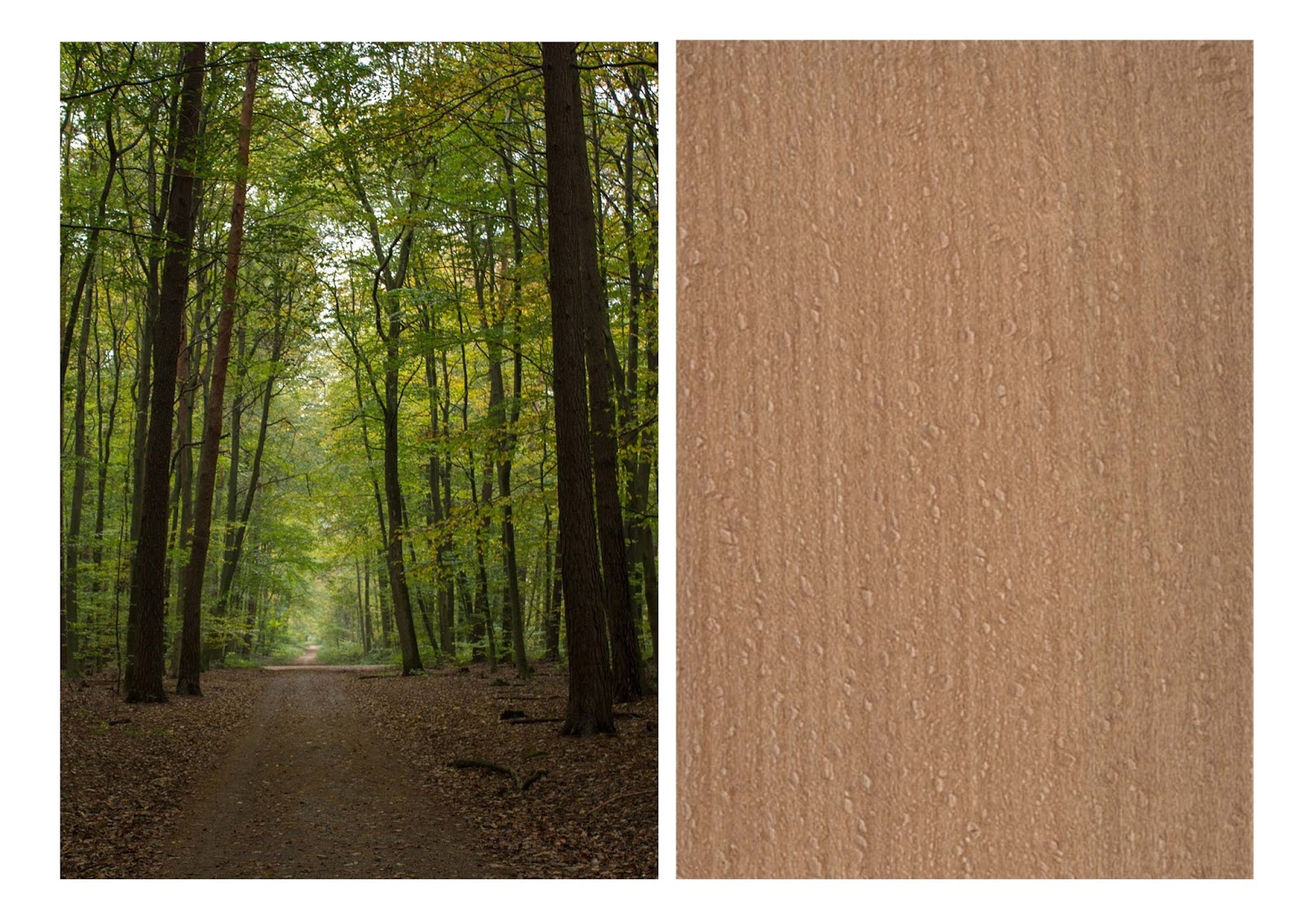 IL LEGNO: LE SPECIE PIÙ USATE | IL WOOD BLOGGER