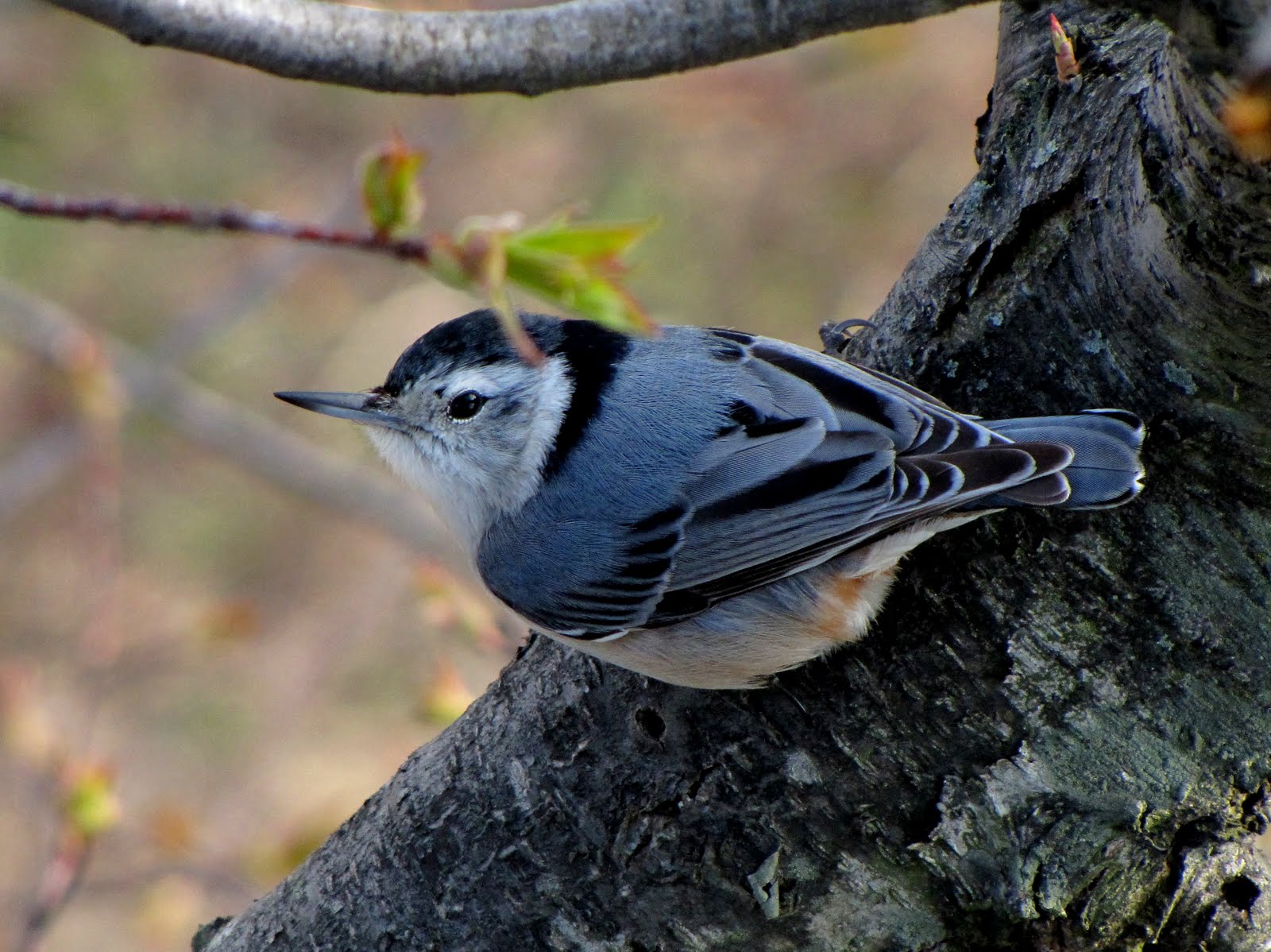 On the road: Spring migration of White-breasted Nuthatch