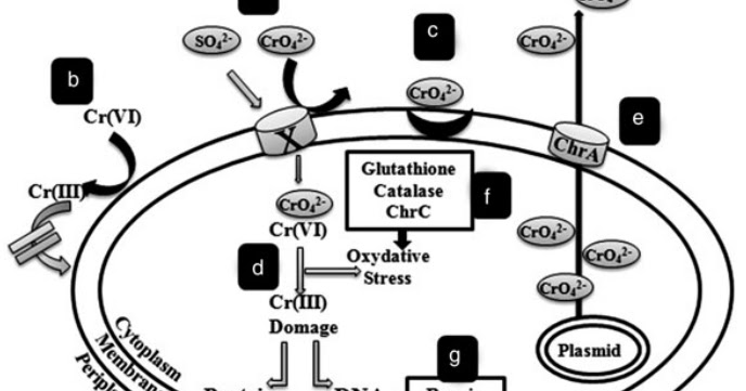 Mekanisme Resistensi Bakteri Terhadap Logam Berat Kromium - Belajar Bersama