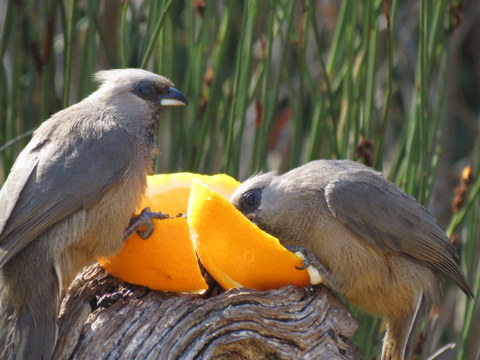 Speel-speel : muisvoël