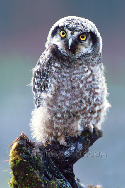 Behold Banshee : r/Superbowl