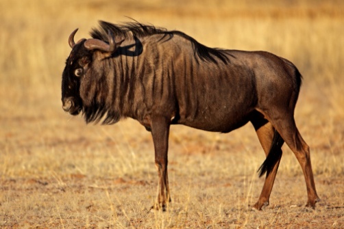 Wale Aluko BLOG: 10 of the Strangest Animals Found in Africa