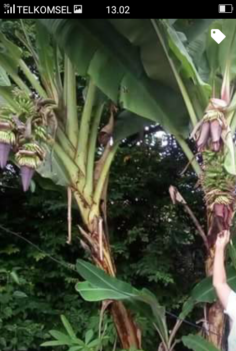 "AJAIB "PISANG MAHULI DENGAN 4 JANTUNG PISANG DALAM SATU BATANG