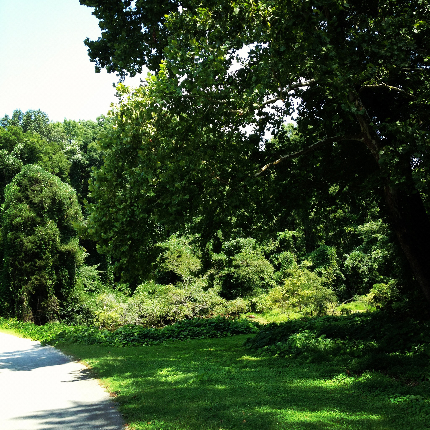 Halcyon Days: Kudzu: The Amazing Vine That Ate the South