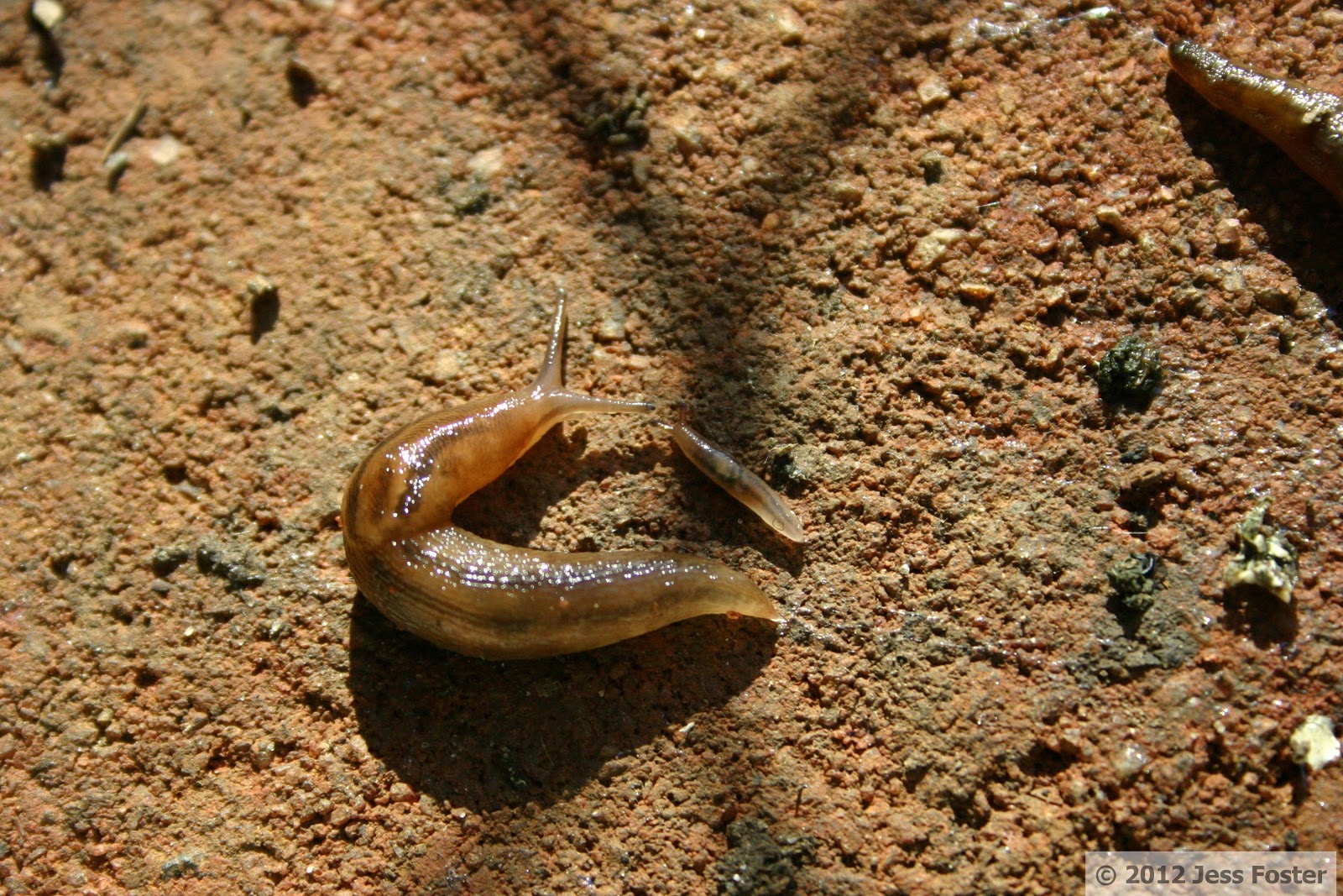 Sluggin' Along: More Baby Slugs - Part 1