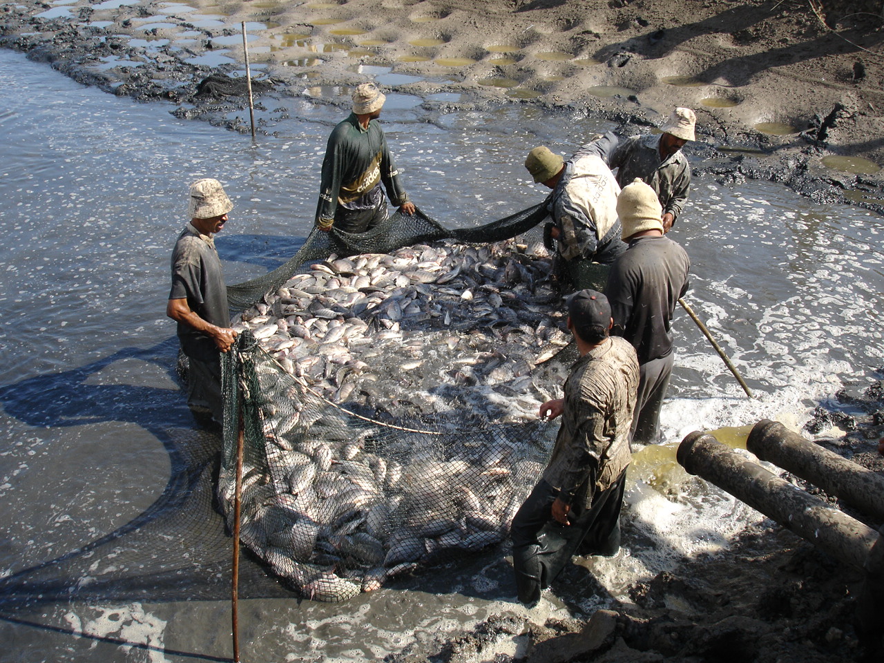 Rural and Urban: UVUVI NA UFUGAJI WA SAMAKI MAENEO MBALI MBALI YA AFRICA