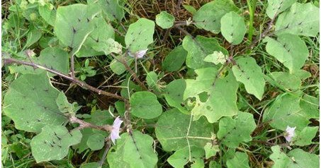 Herbal plants Sri Lanka: Elabatu/Solanum melongena