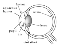 ALAT OPTIK MATA DAN LUP