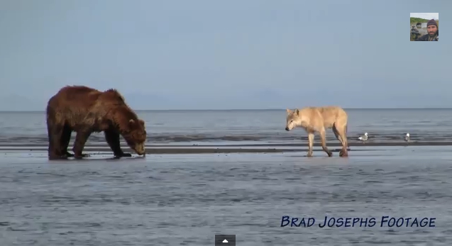 White Wolf : Wolves learn to fish for salmon by watching coastal brown ...
