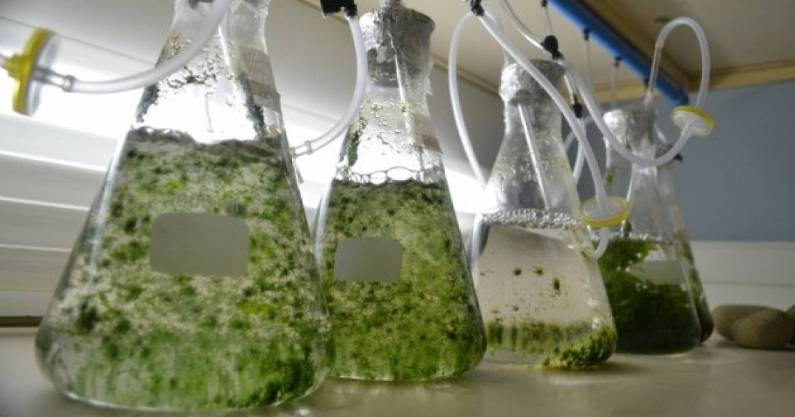 EXITOSO FERTILIZANTE A BASE DE MICROALGAS CULTIVADAS EN AGUAS RESIDUALES