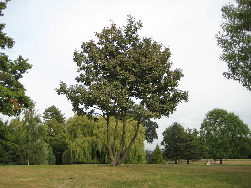 Всё о бегониях и не только...: Рябина Мужо / Хедлундия Мужо (Sorbus ...