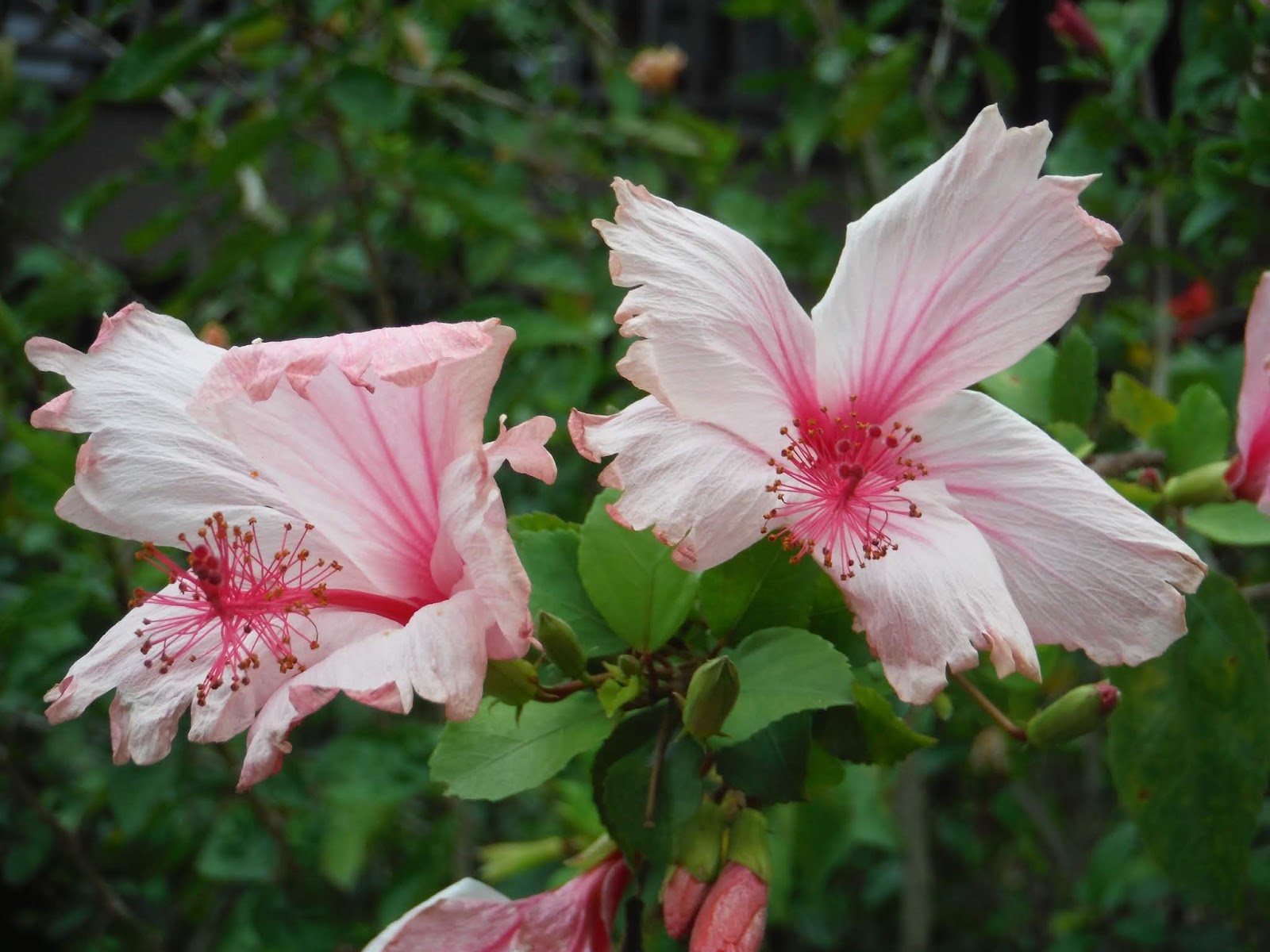 Kaye Family Journey: Pulau Gaya- Bunga Raya Island Resort