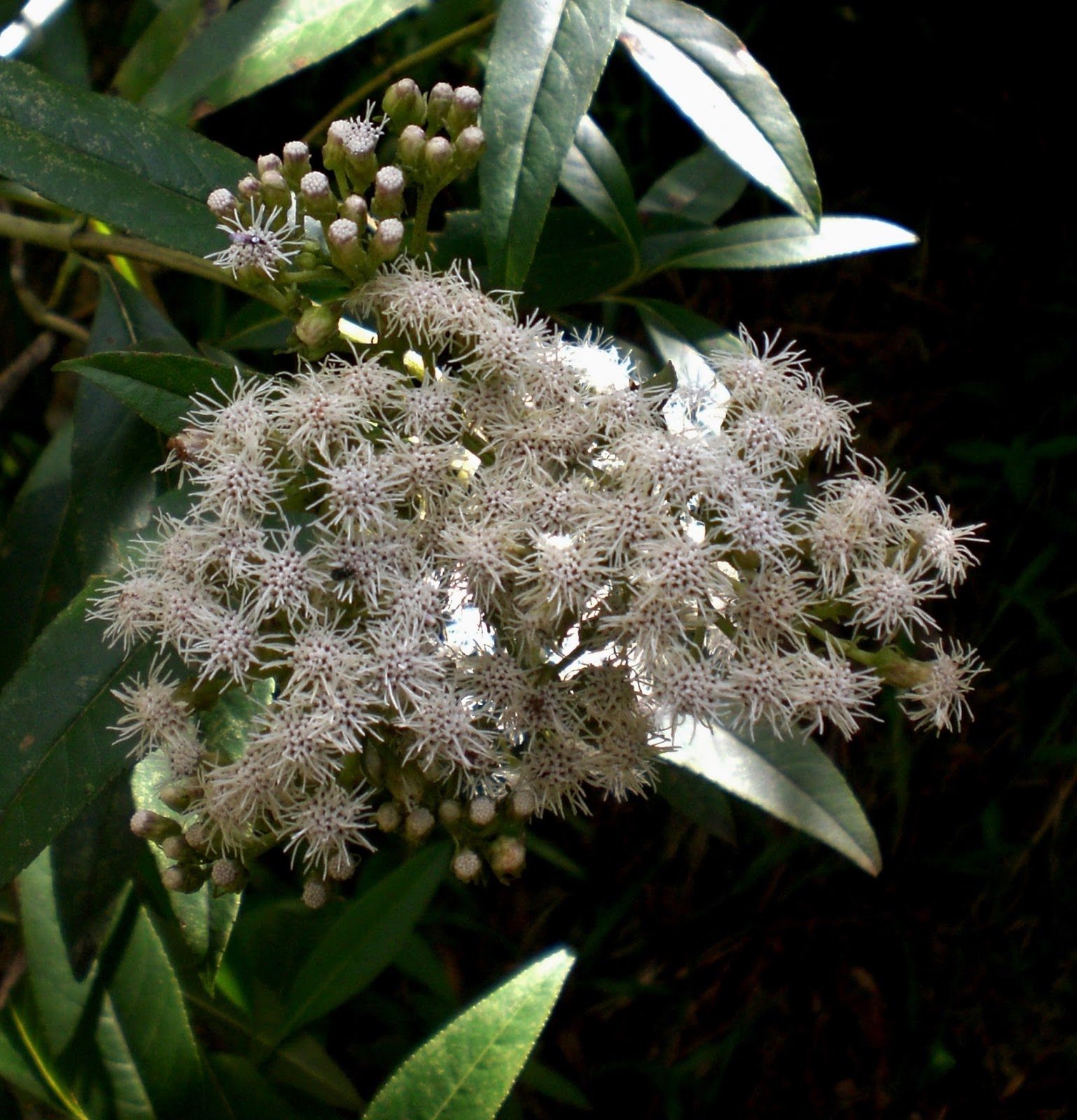 Eupatorium inulifolium o mariposera | Flores colombia