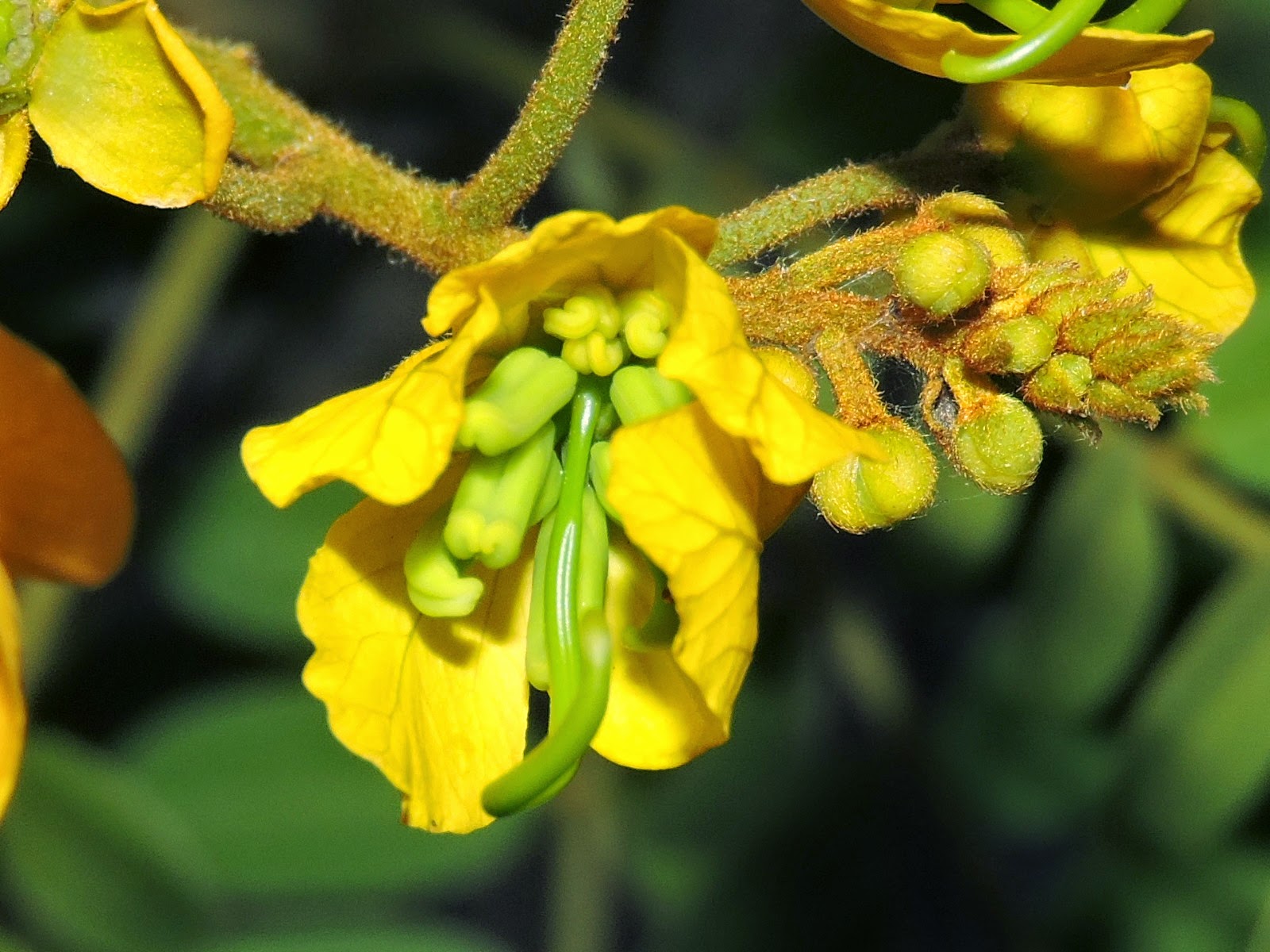 Fabaceae - Leguminosae no Brasil: Fabaceae - Senna spectabilis (DC.) H ...