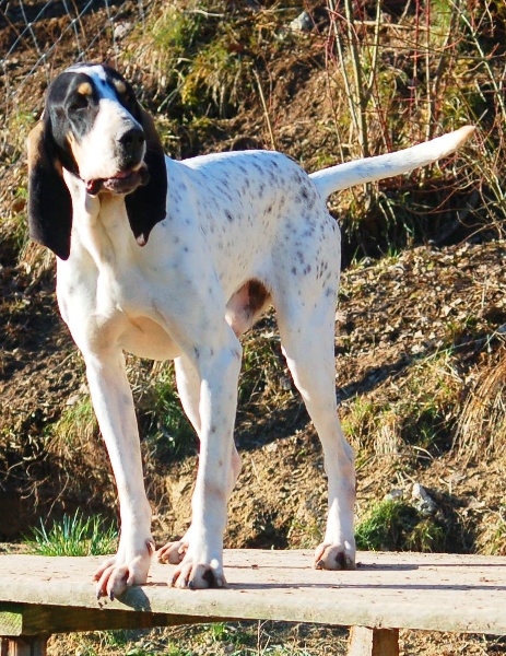 Extreme Dog Breeds: Gascon Saintongeois