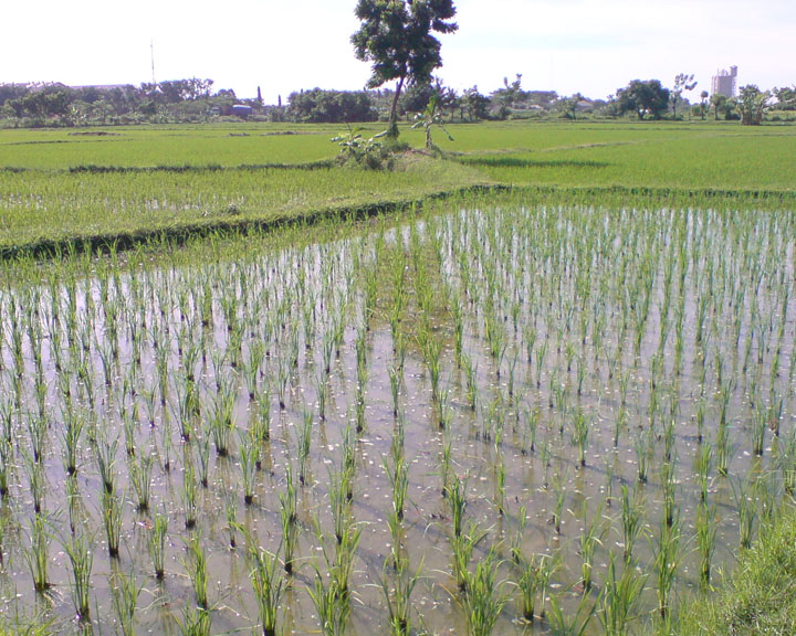 PADI SEBATANG ~ ILMU PETANI